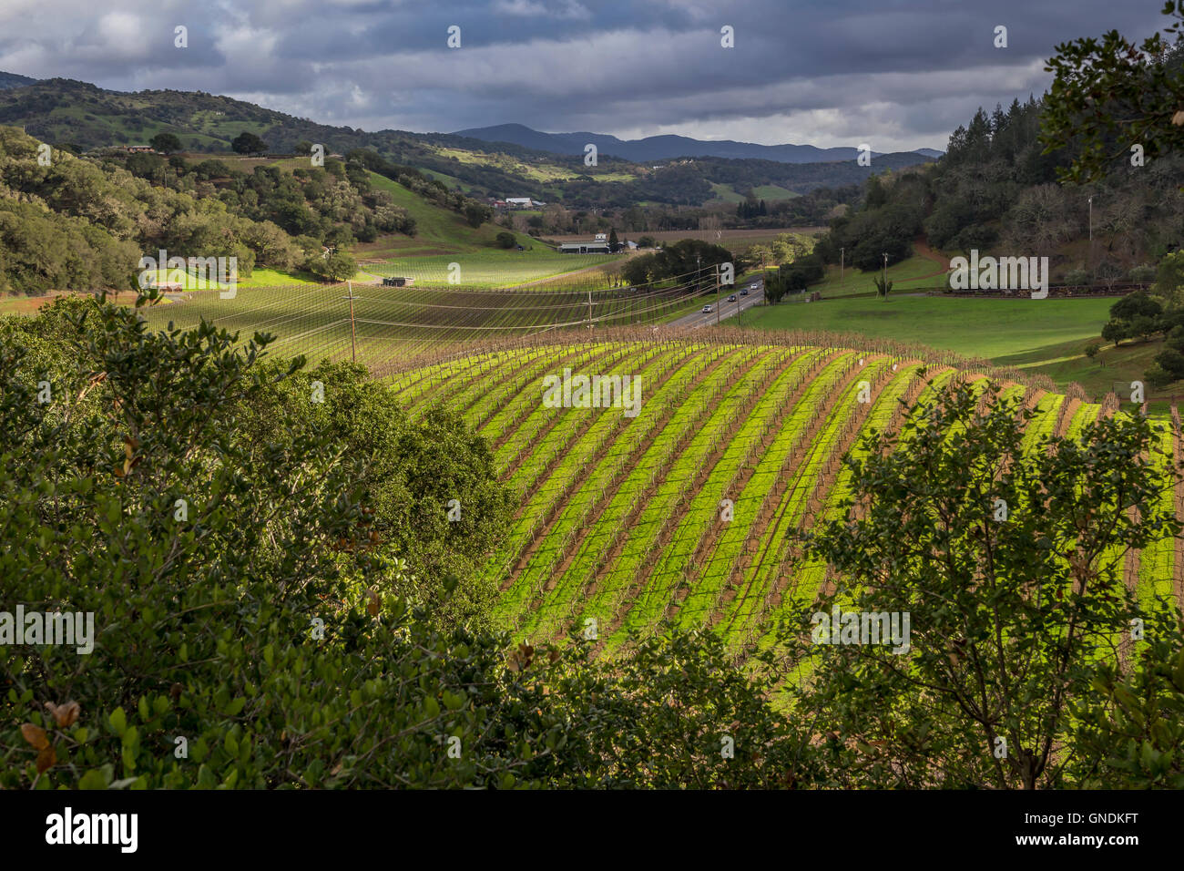 grape vineyard, grape vineyards, view from Silverado Vineyards looking ...