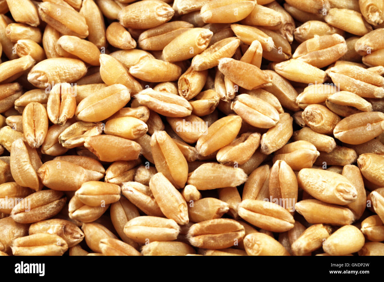 Wheat Kernel High Resolution Stock Photography and Images - Alamy