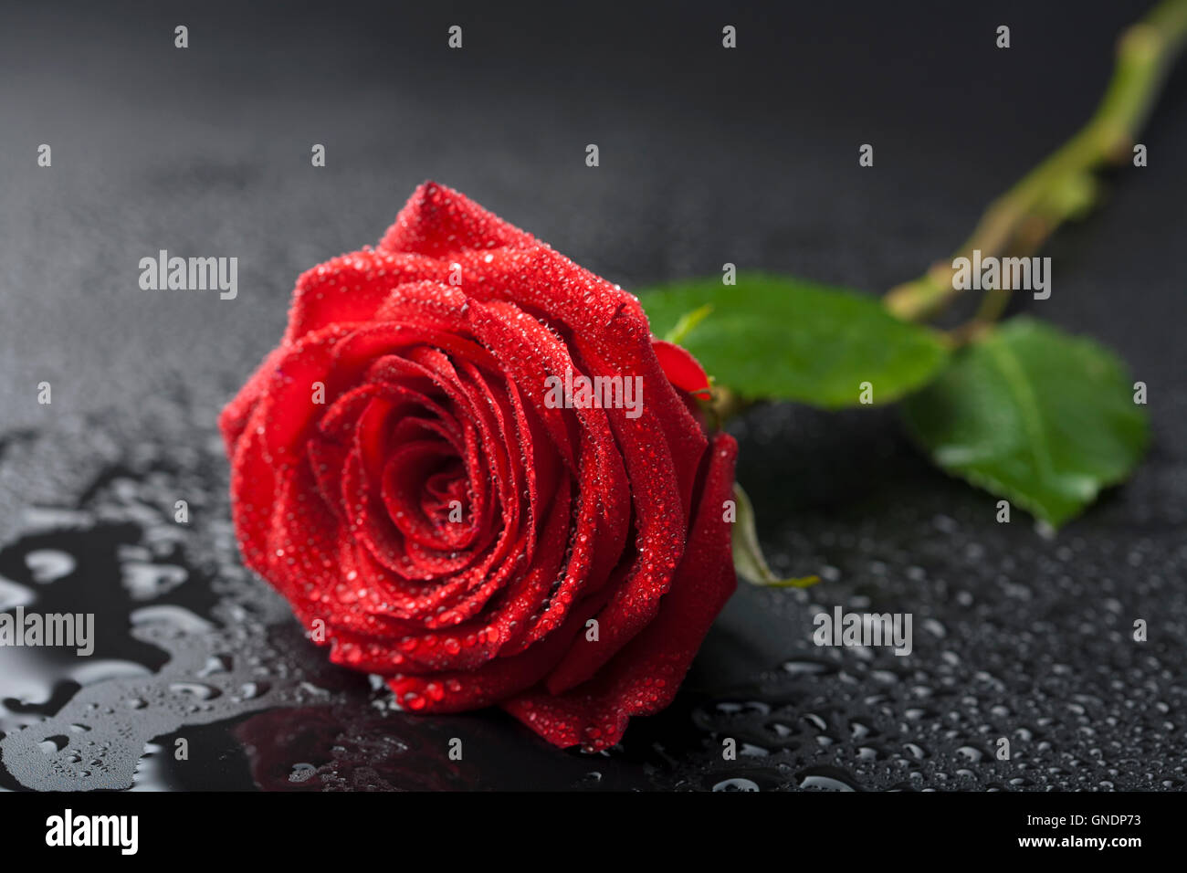 beautiful red rose with water droplets over black background Stock ...