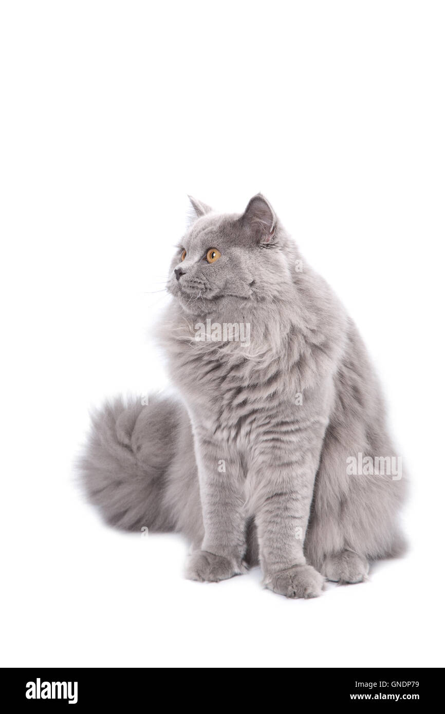 cute british cat isolated Stock Photo - Alamy