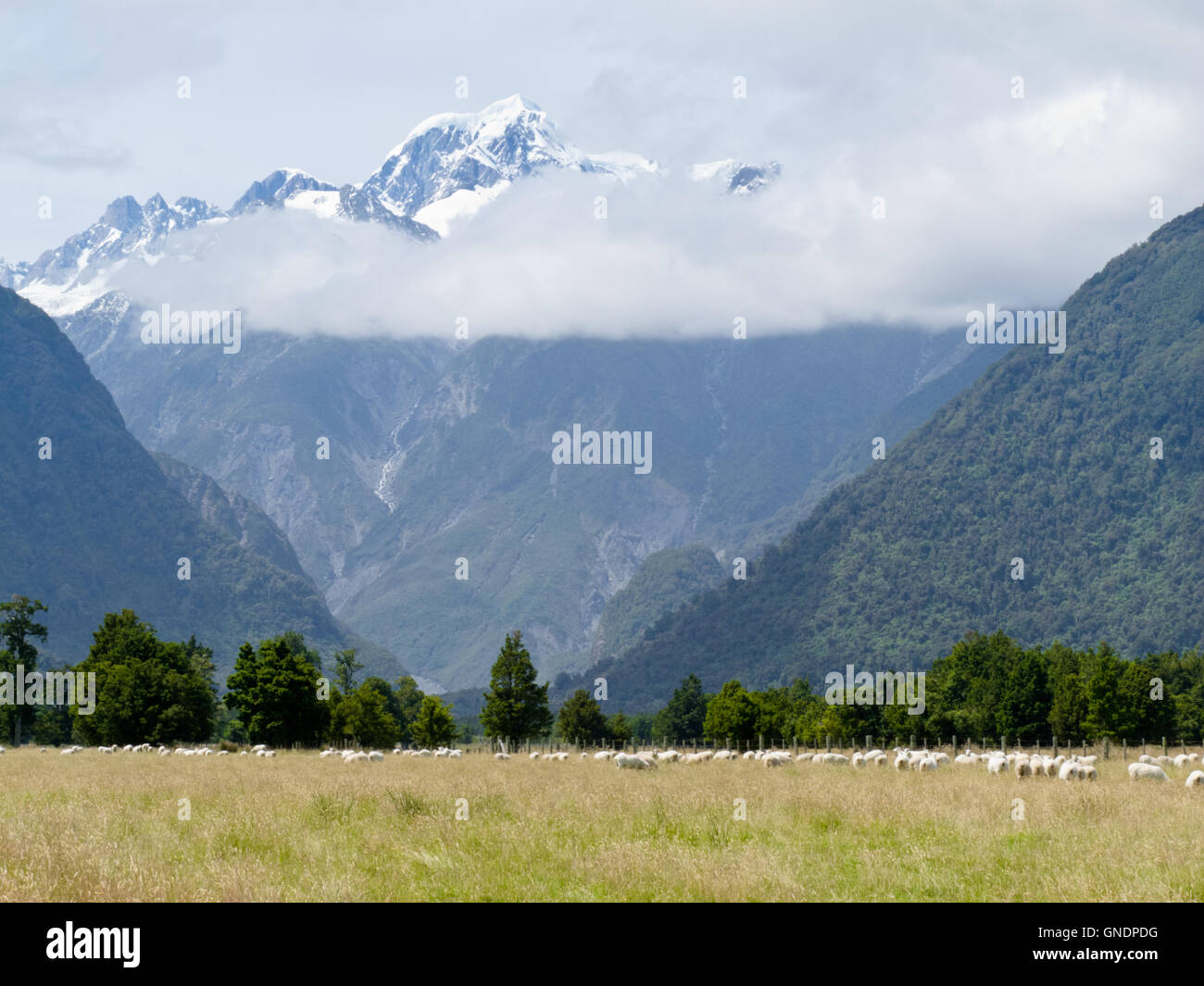 New zealand mount cook sheep hi-res stock photography and images - Alamy