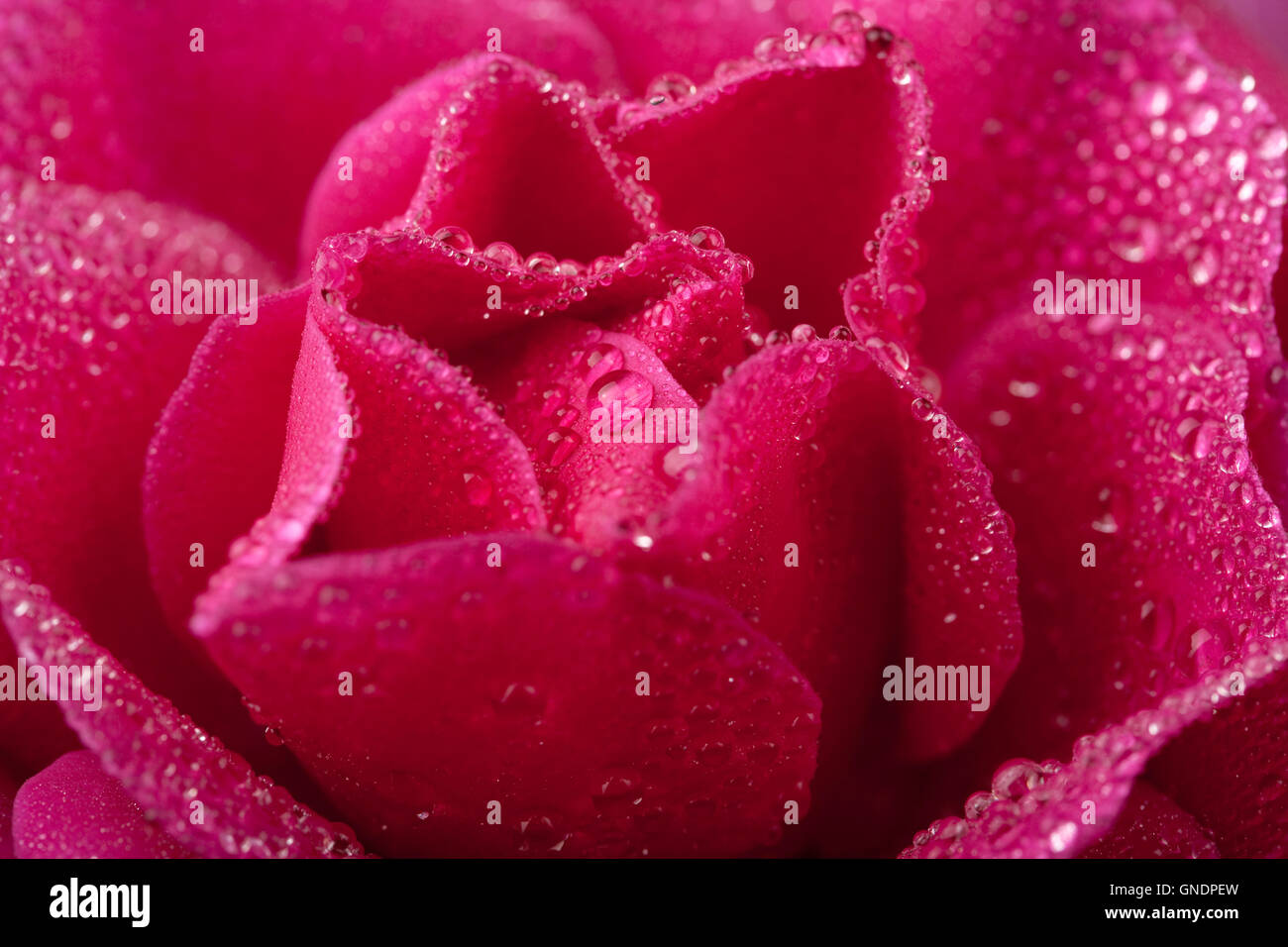 beautiful pink rose with water droplets (shallow focus Stock Photo - Alamy