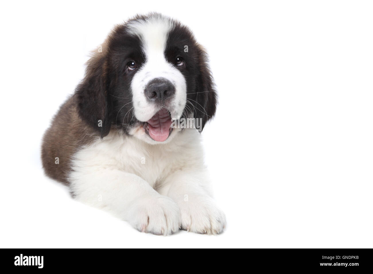 Cute Saint Bernard Purebred Puppy Stock Photo - Alamy