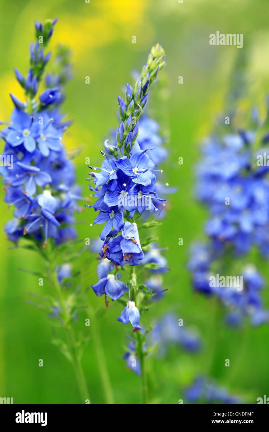 Wildflower blossom hi-res stock photography and images - Alamy