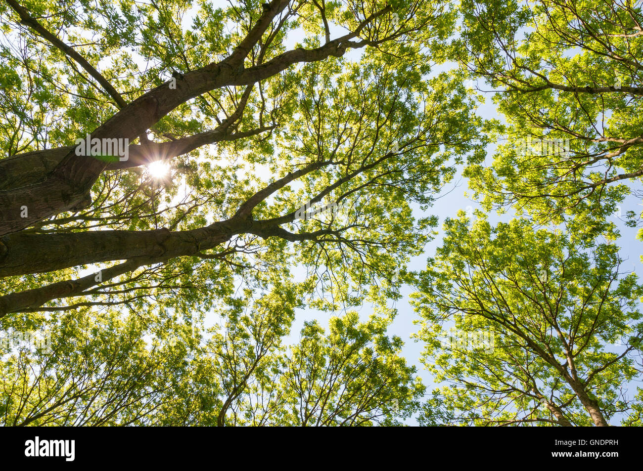 Trees from below Stock Photo - Alamy