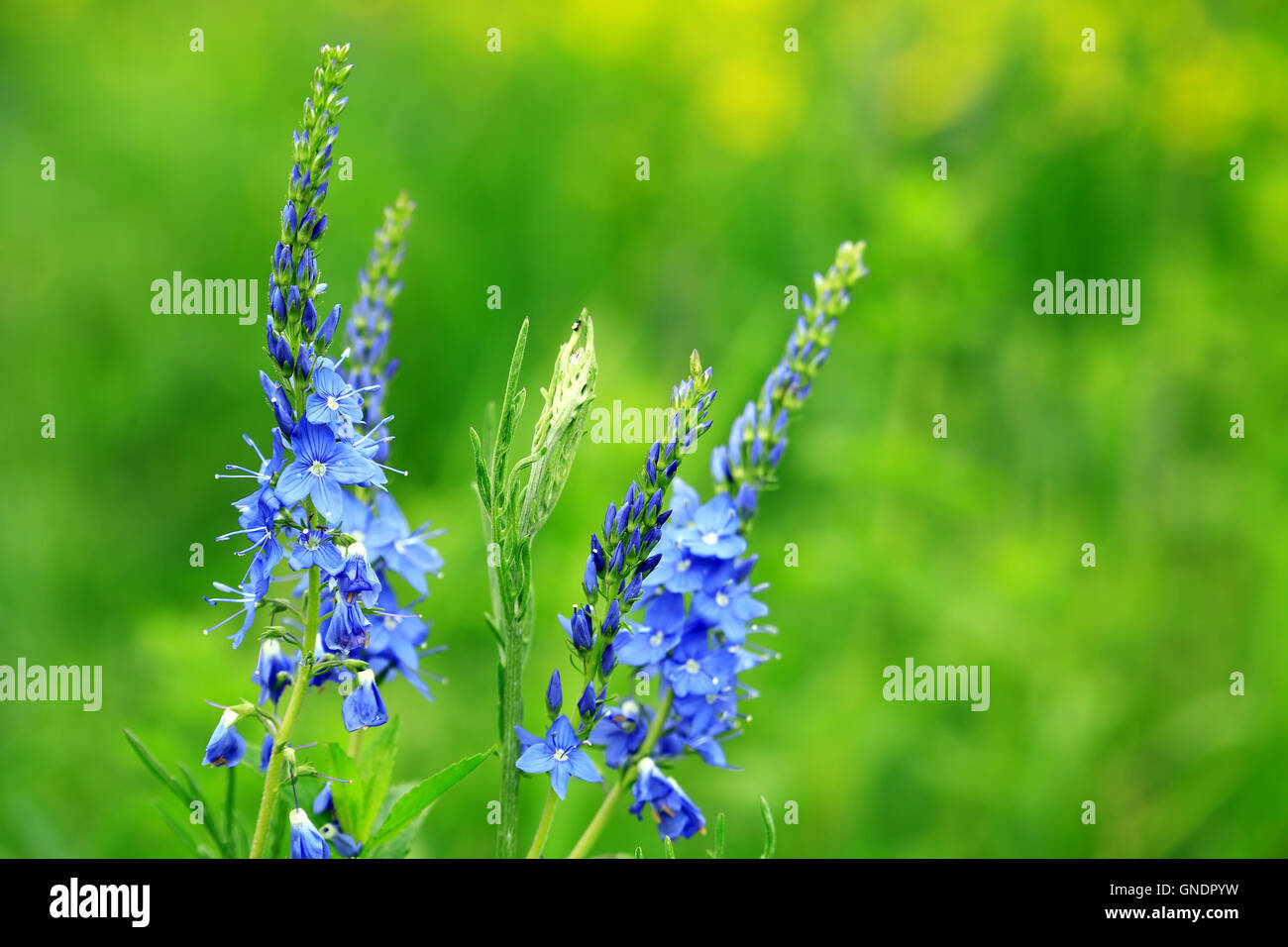 Blue wildflower hi-res stock photography and images - Alamy