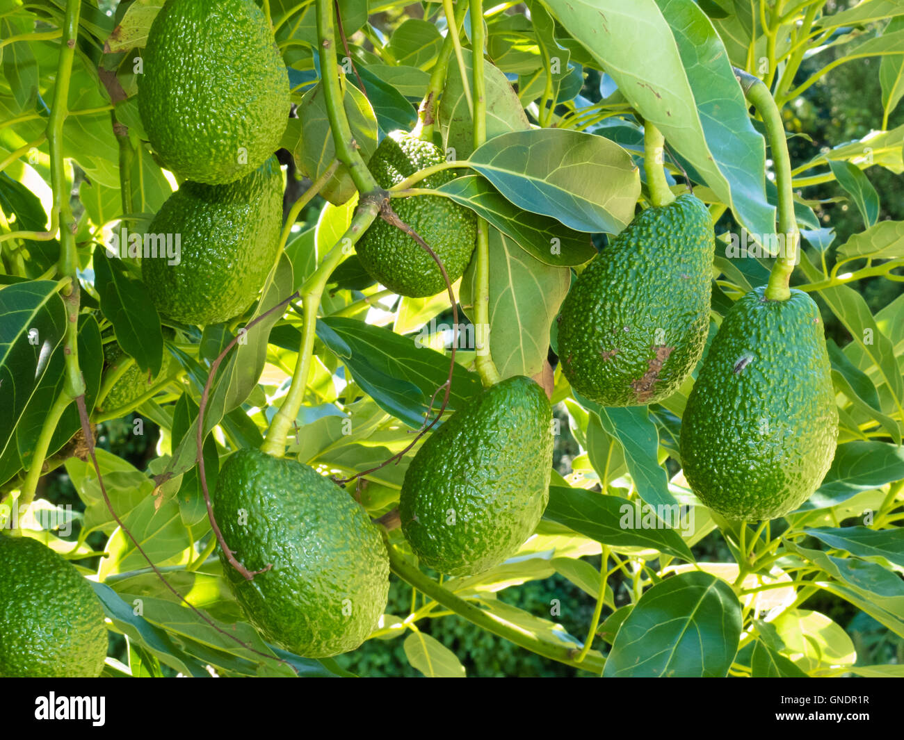 Ripe avocado fruits growing on tree as crop Stock Photo - Alamy
