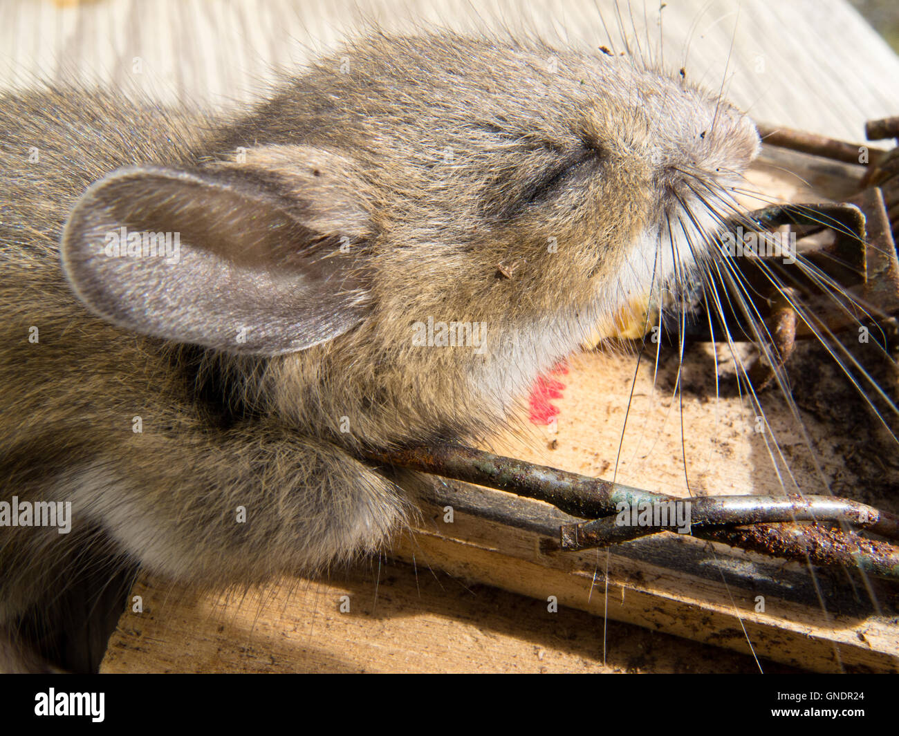 Dead deer mouse, Peromyscus sp, mouse trap killed Stock Photo - Alamy