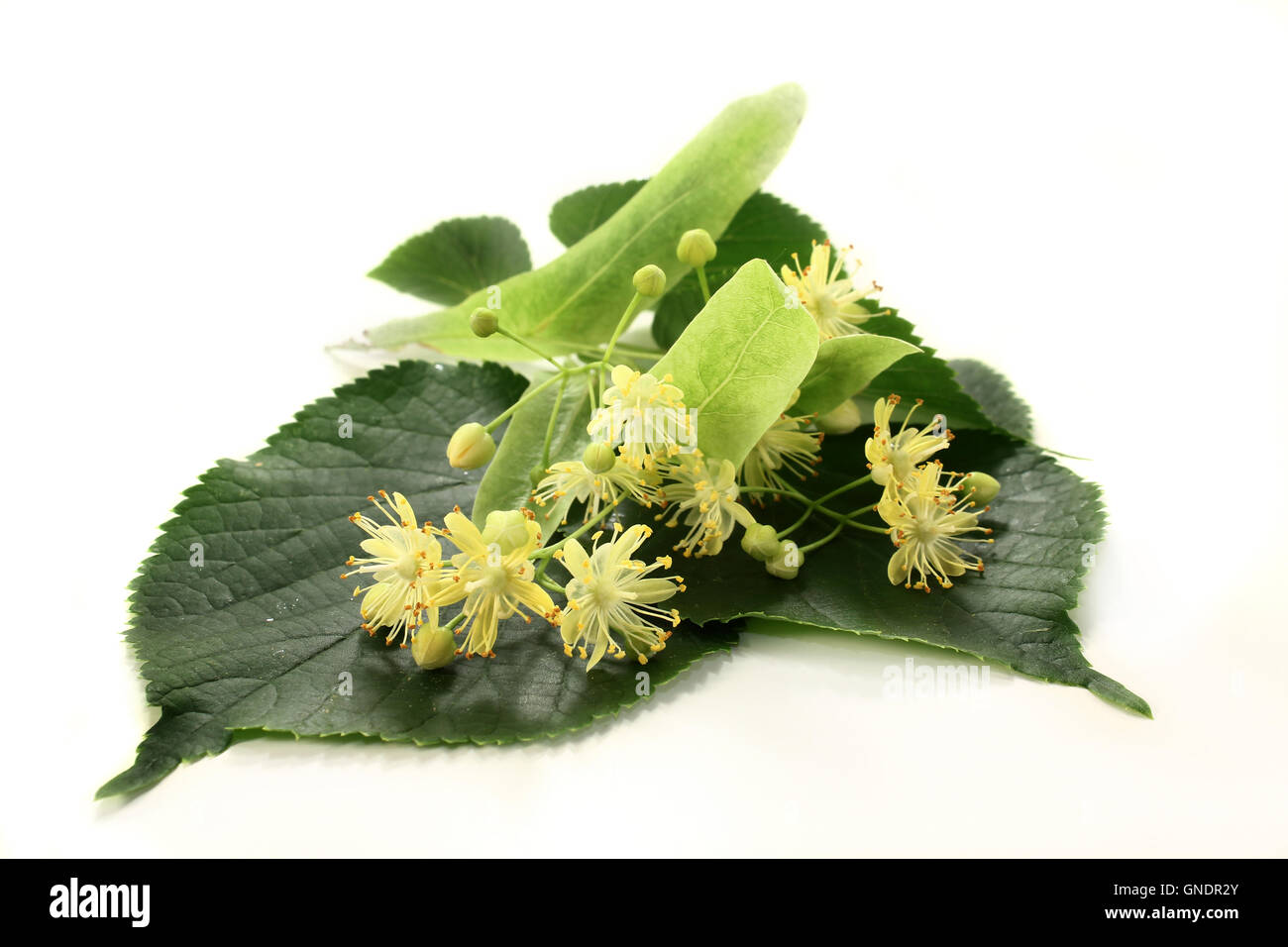 Linden Flowers High Resolution Stock Photography and Images - Alamy