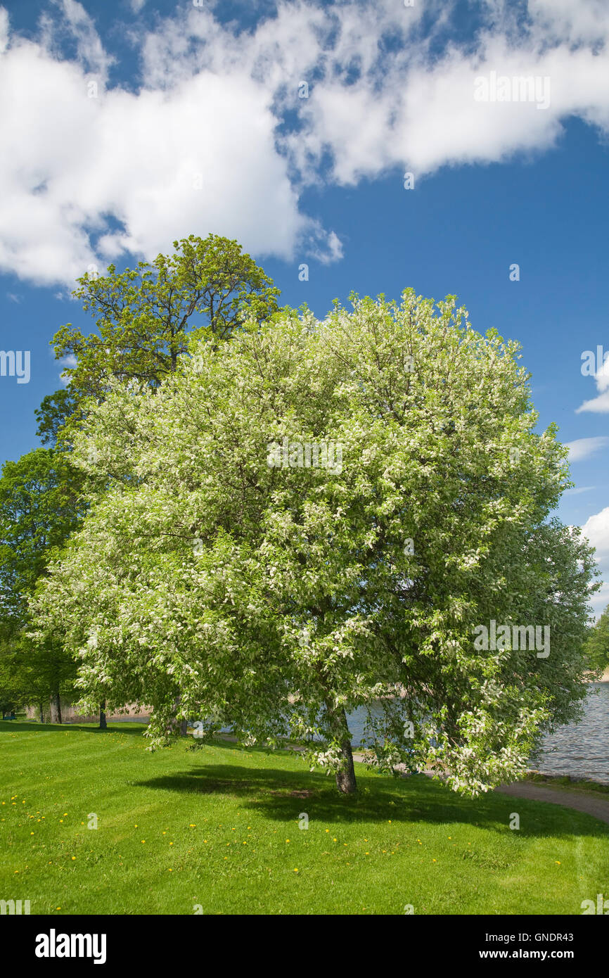 blooming bird cherry tree Stock Photo - Alamy