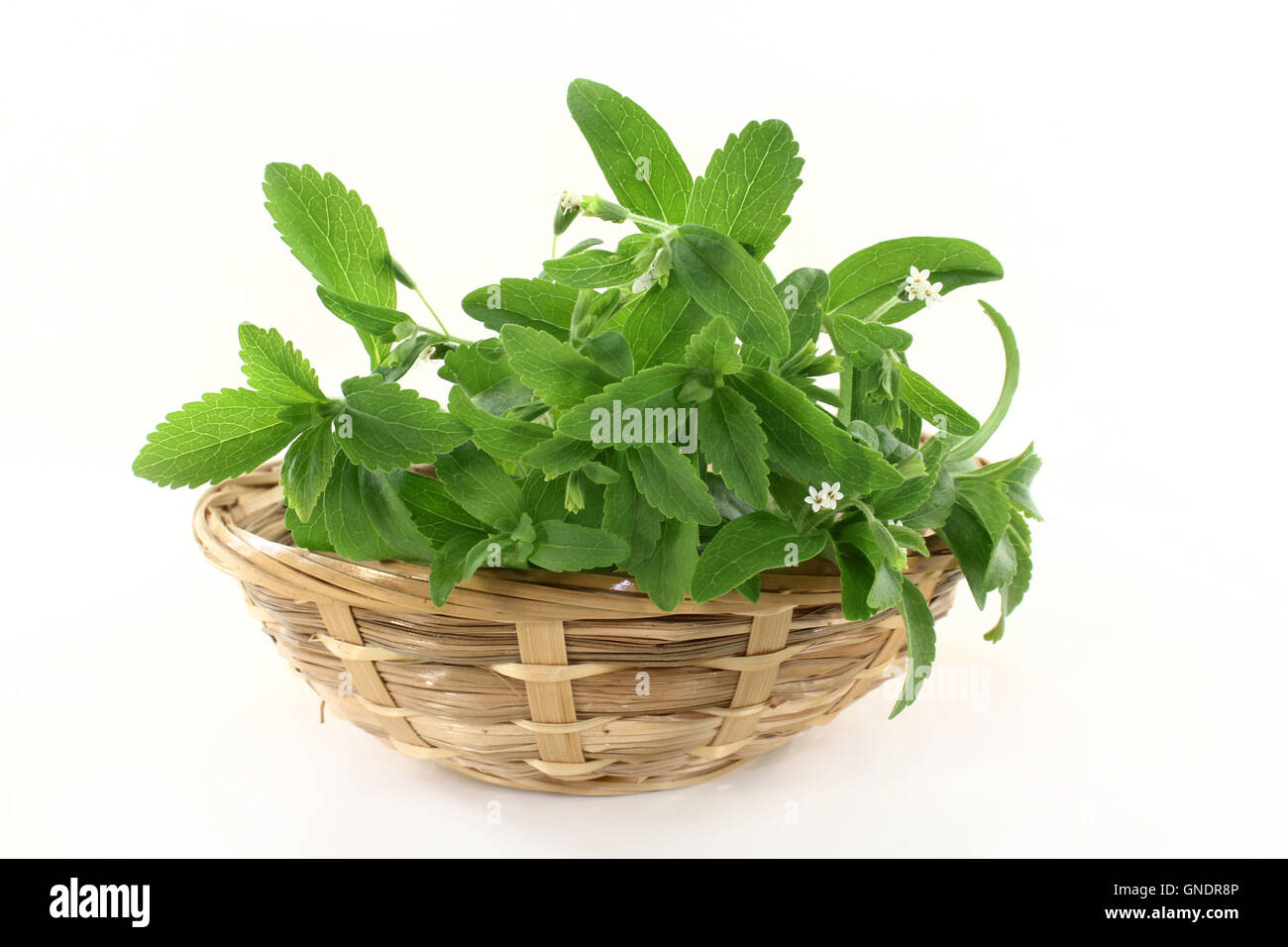 Stevia plants hi-res stock photography and images - Alamy