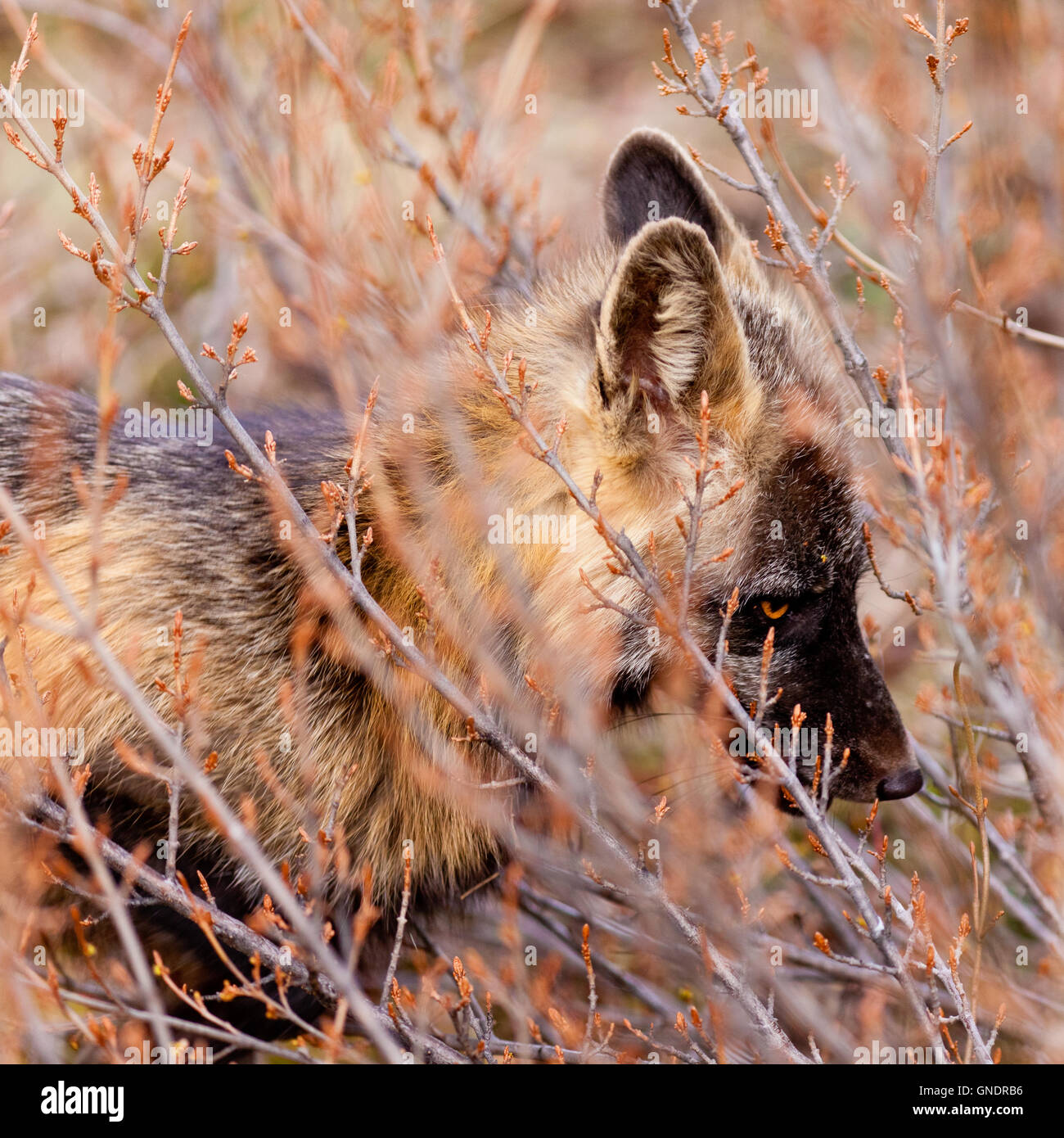 Cross fox red fox hi-res stock photography and images - Alamy
