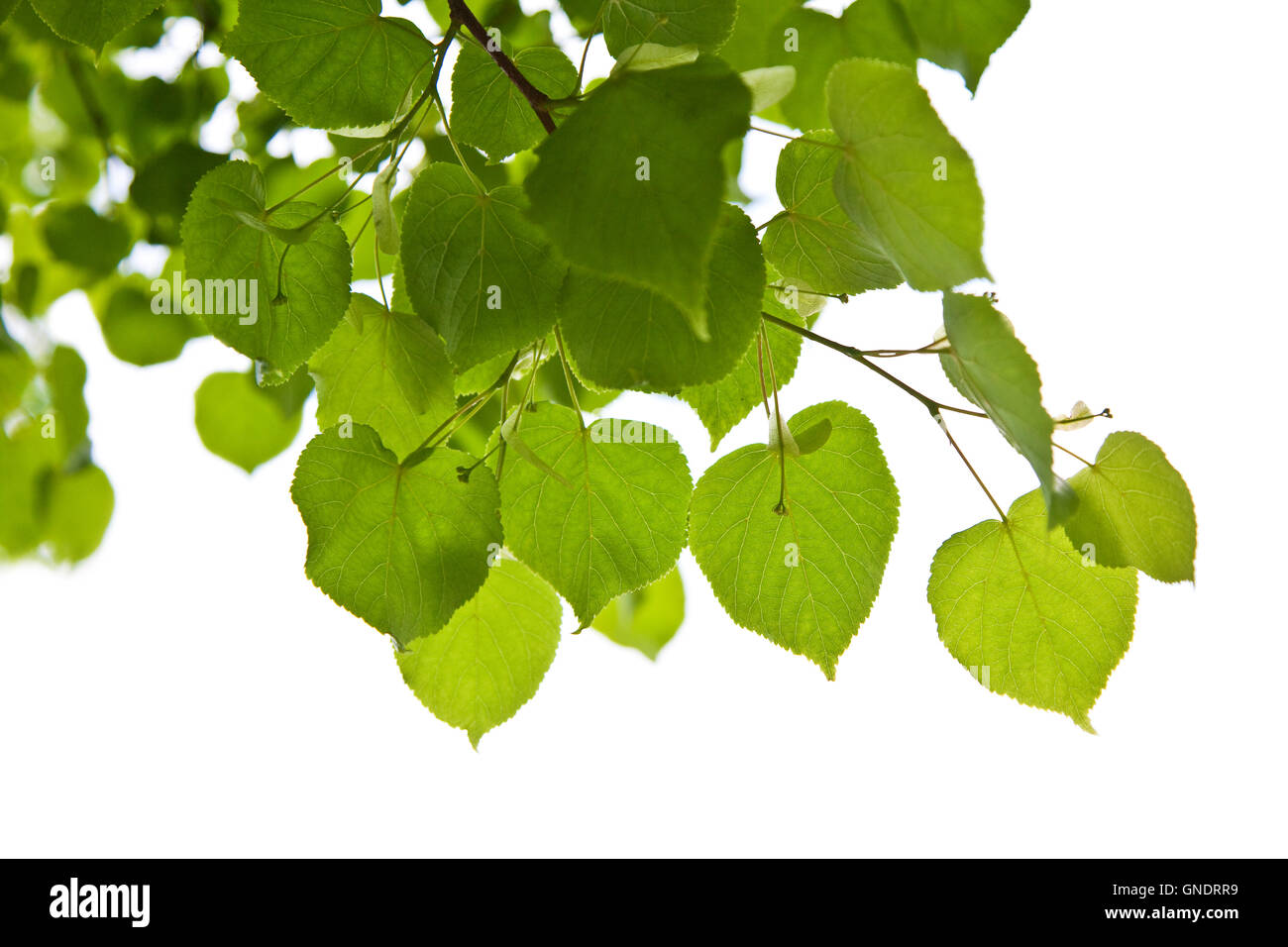 birch leaves isolated Stock Photo - Alamy