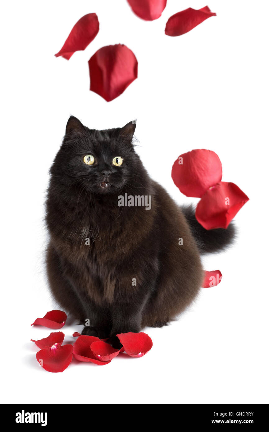 White cat red rose hi-res stock photography and images - Alamy