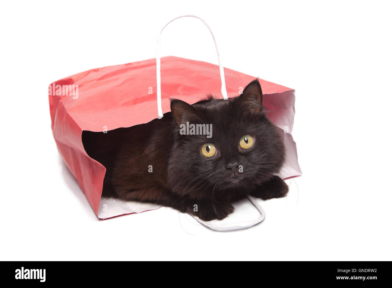Cat in bag Cut Out Stock Images & Pictures - Alamy