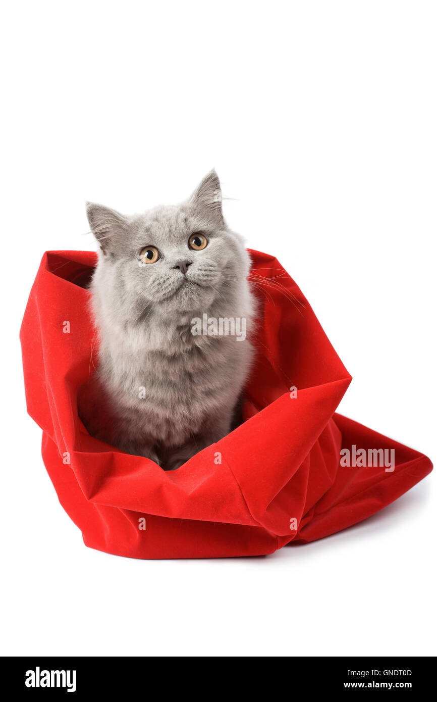 british cat in red sack isolated Stock Photo - Alamy
