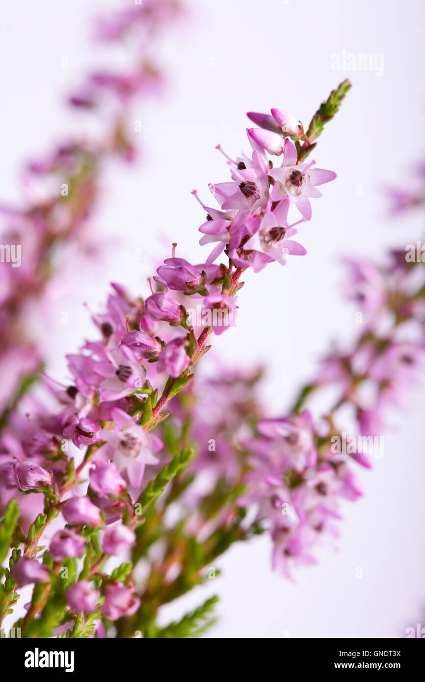 heather field background Stock Photo - Alamy