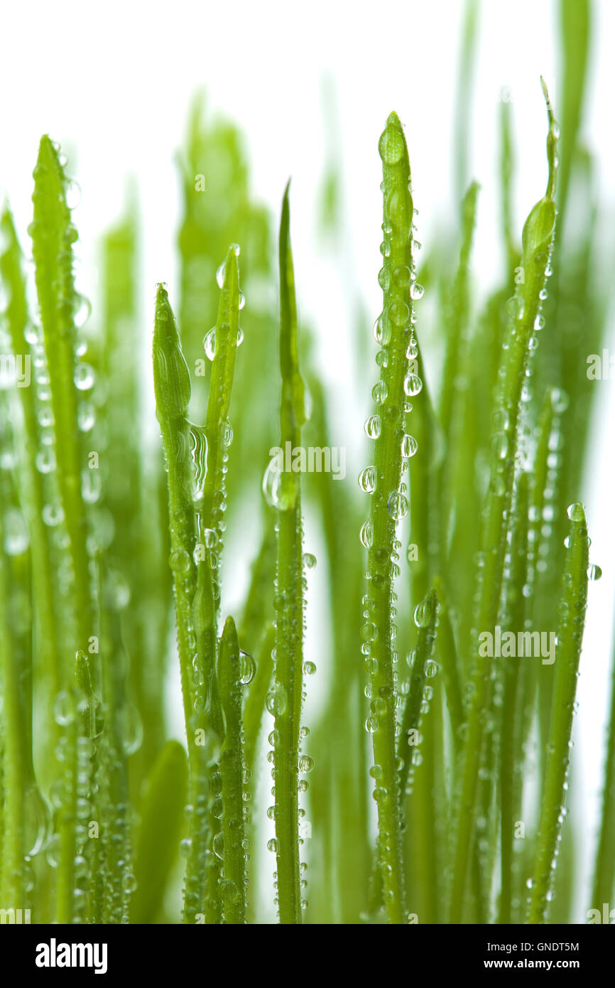 fresh wet grass background Stock Photo - Alamy