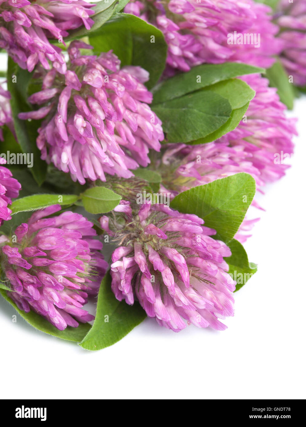 pink clover flower isolated Stock Photo - Alamy