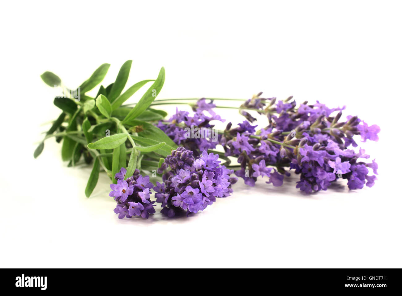 Lavender blue Cut Out Stock Images & Pictures - Alamy