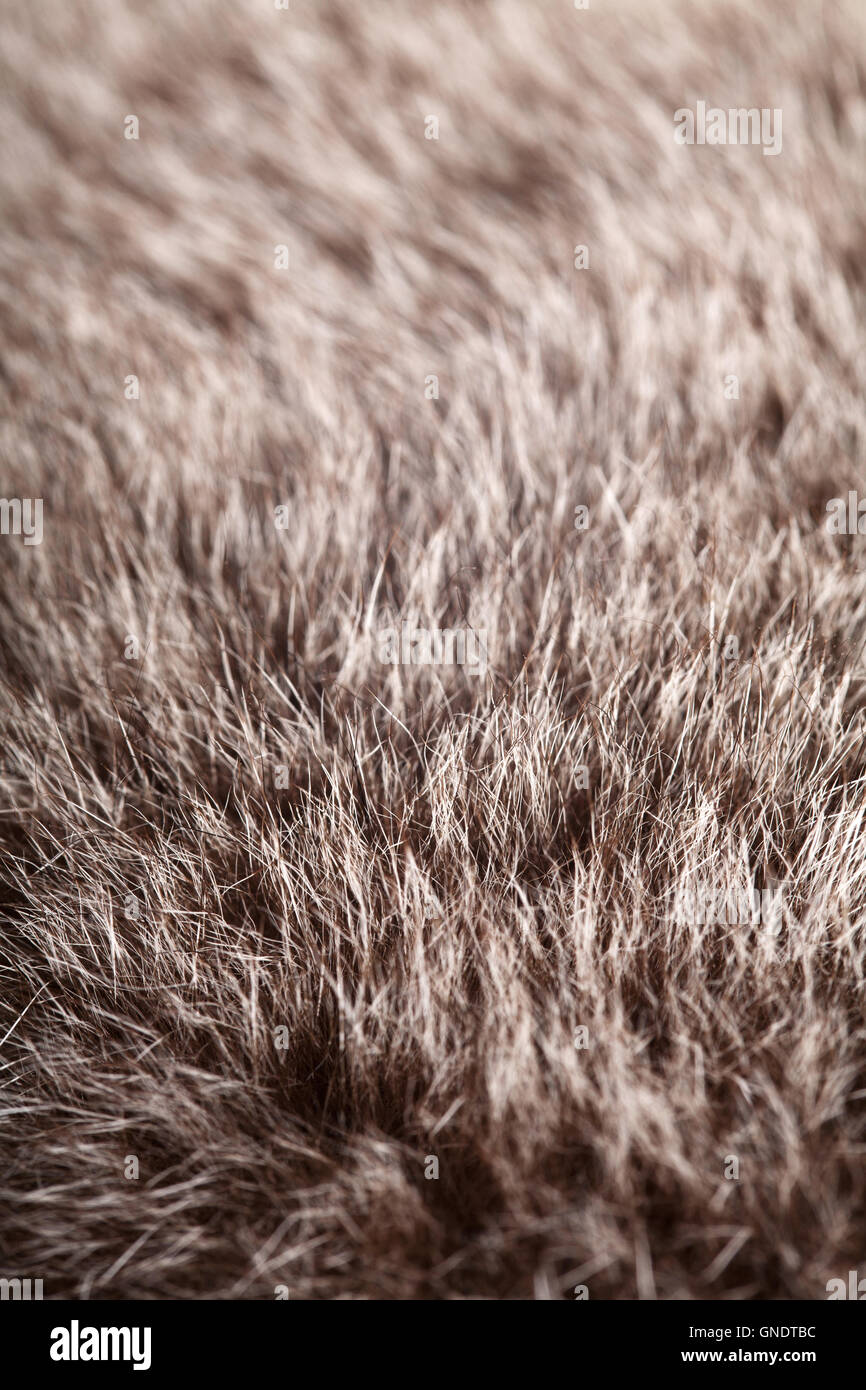 abstract fur background Stock Photo - Alamy