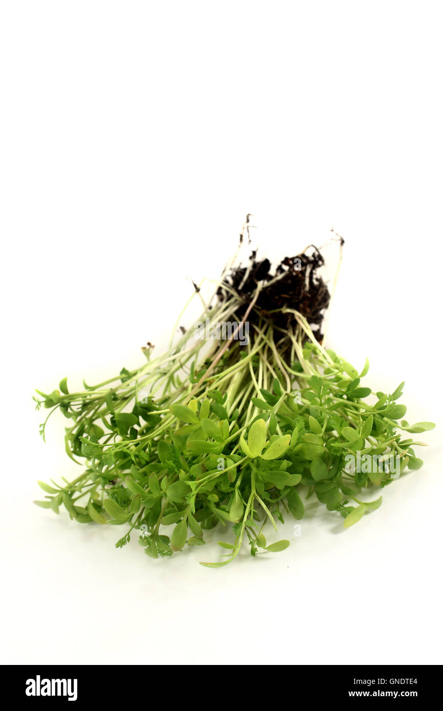 Cress plant Cut Out Stock Images & Pictures - Alamy