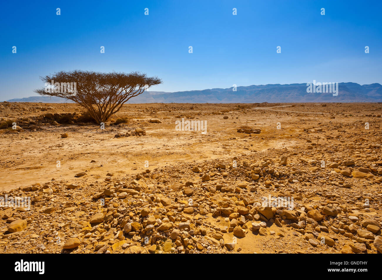 Tree in Desert Stock Photo - Alamy