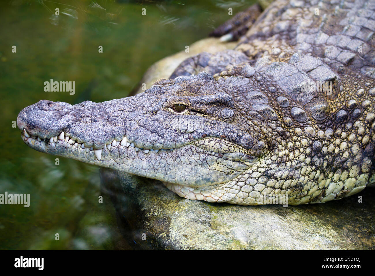 Crocodiles in a zoo, spain Stock Photo - Alamy