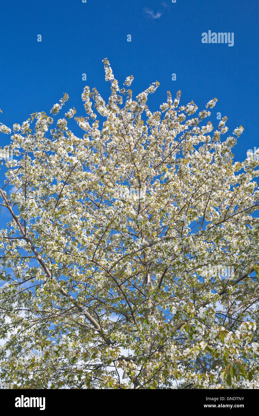 spring tree in blossom Stock Photo - Alamy