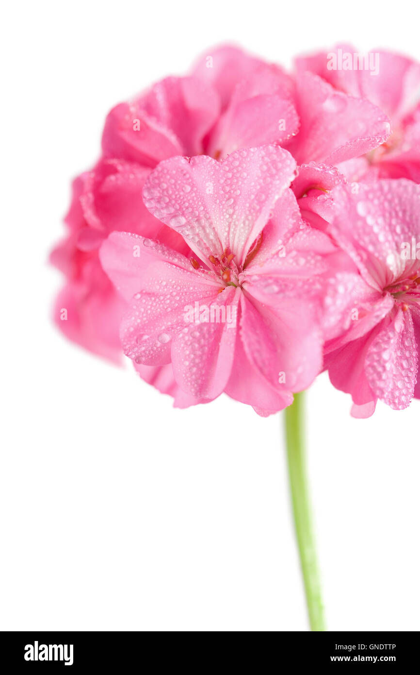 pink geranium flower with water droplets isolated Stock Photo - Alamy