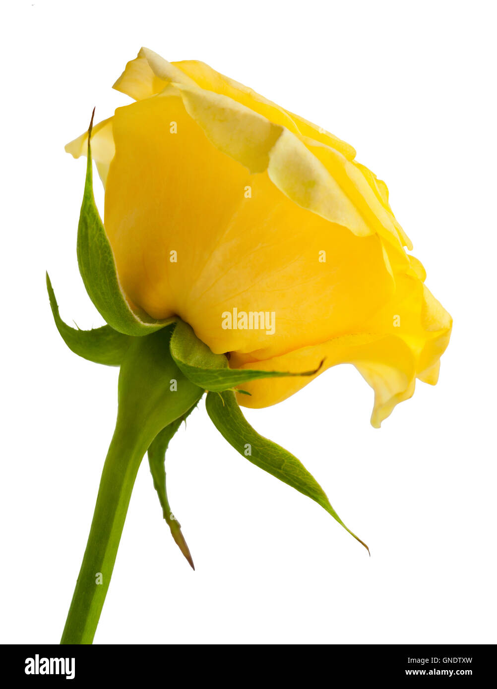 Yellow roses on a white background Stock Photo - Alamy