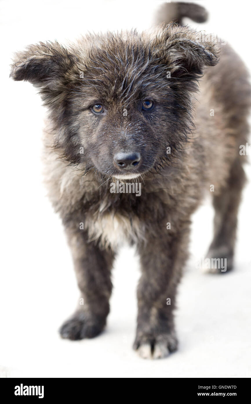 Homeless puppy hi-res stock photography and images - Alamy