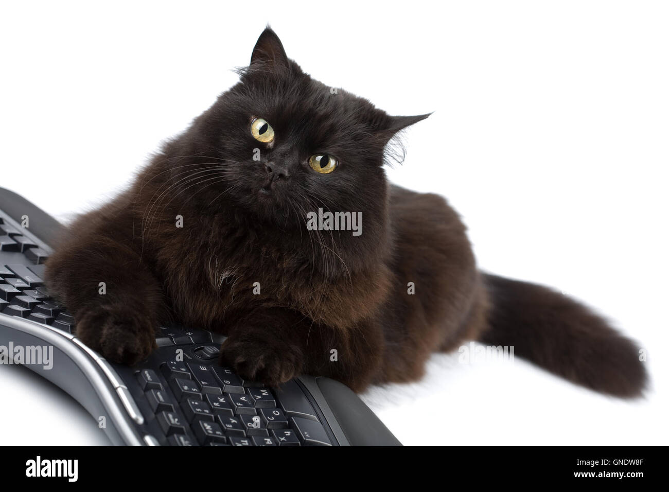 cute black cat over keyboard isolated Stock Photo - Alamy