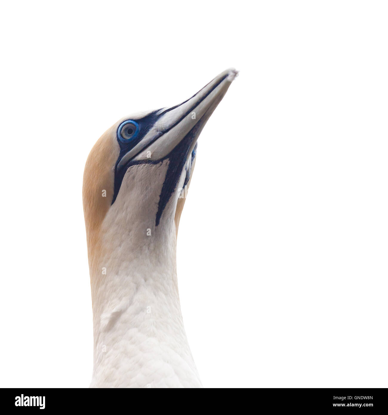 Portrait head-shot of gannet isolated on white Stock Photo - Alamy