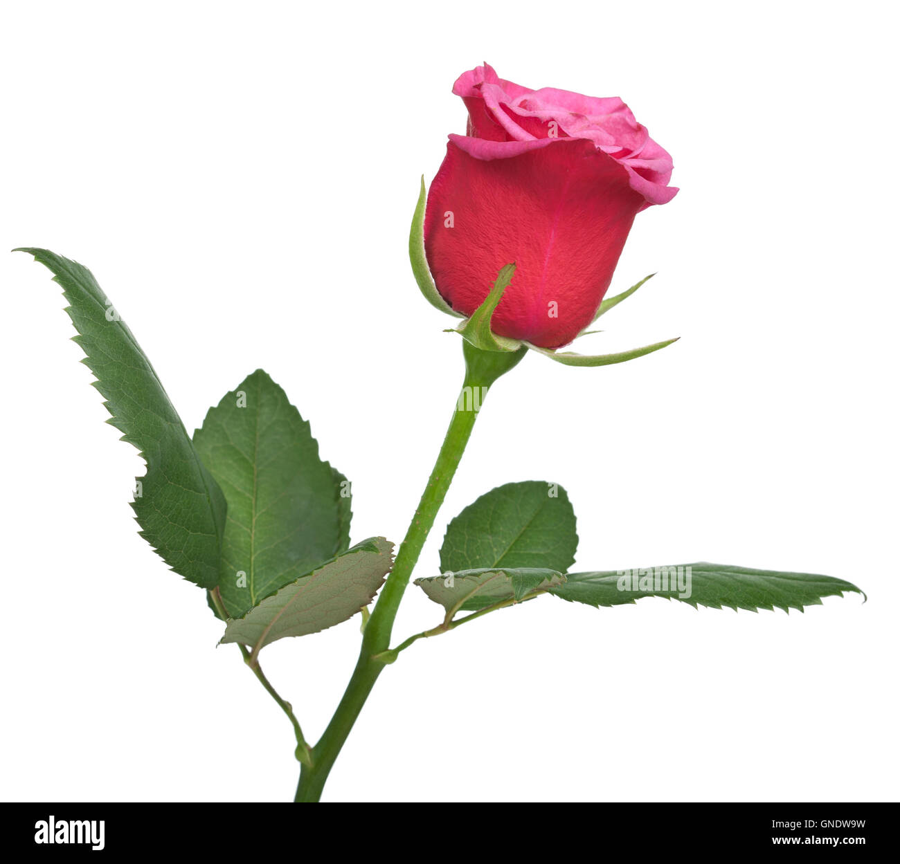 red rose isolated Stock Photo - Alamy