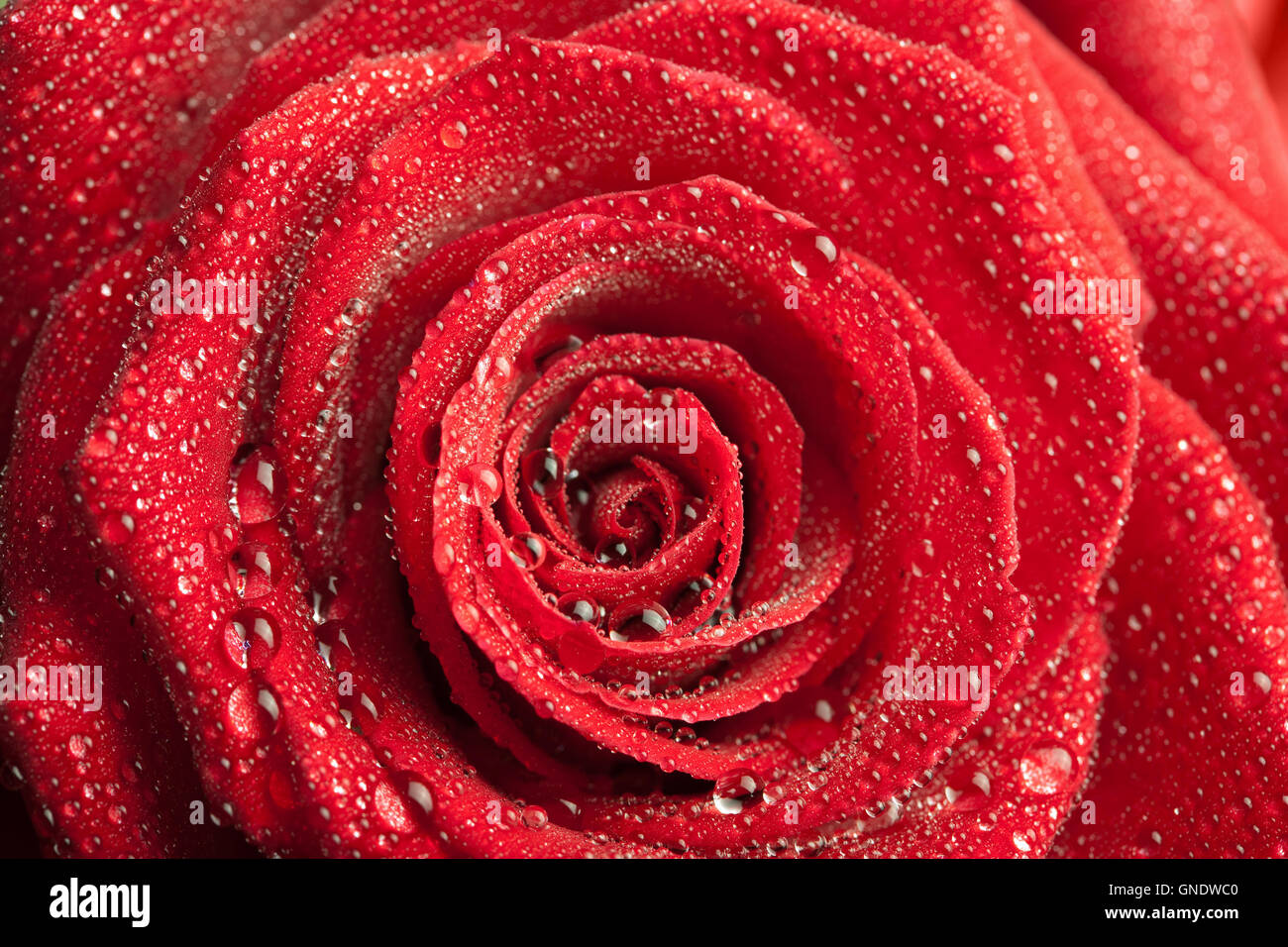 red rose with water drops Stock Photo - Alamy