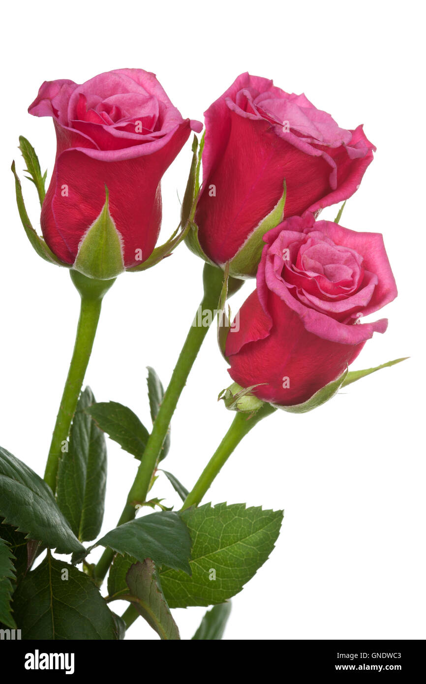 red roses isolated Stock Photo - Alamy