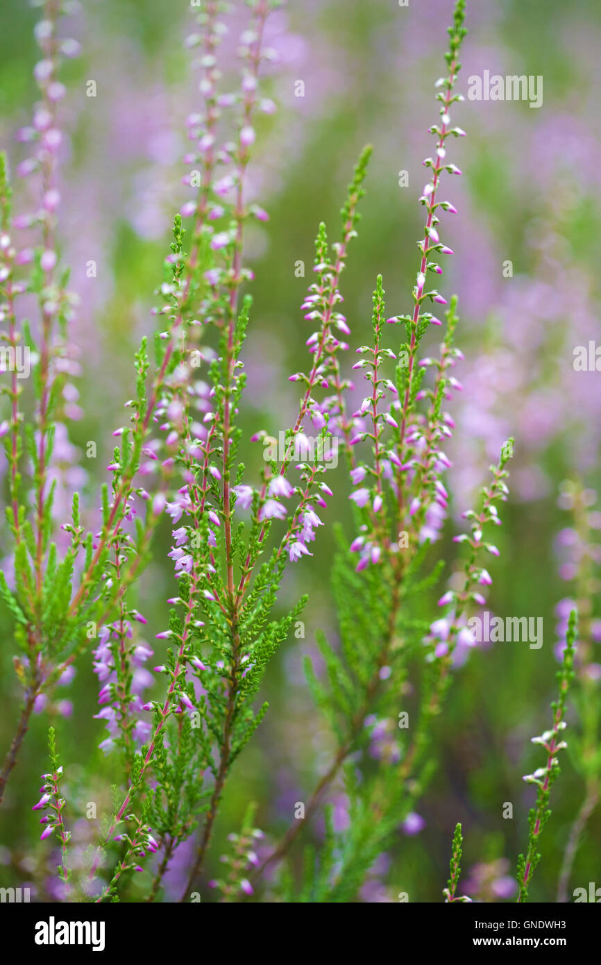 heather field background Stock Photo - Alamy