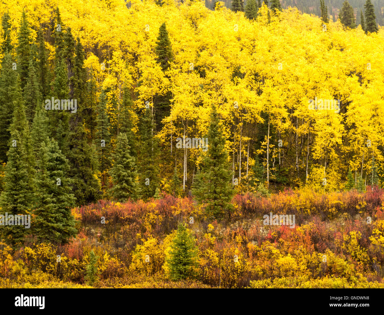 Golden yellow fall boreal forest in Yukon, Canada Stock Photo - Alamy