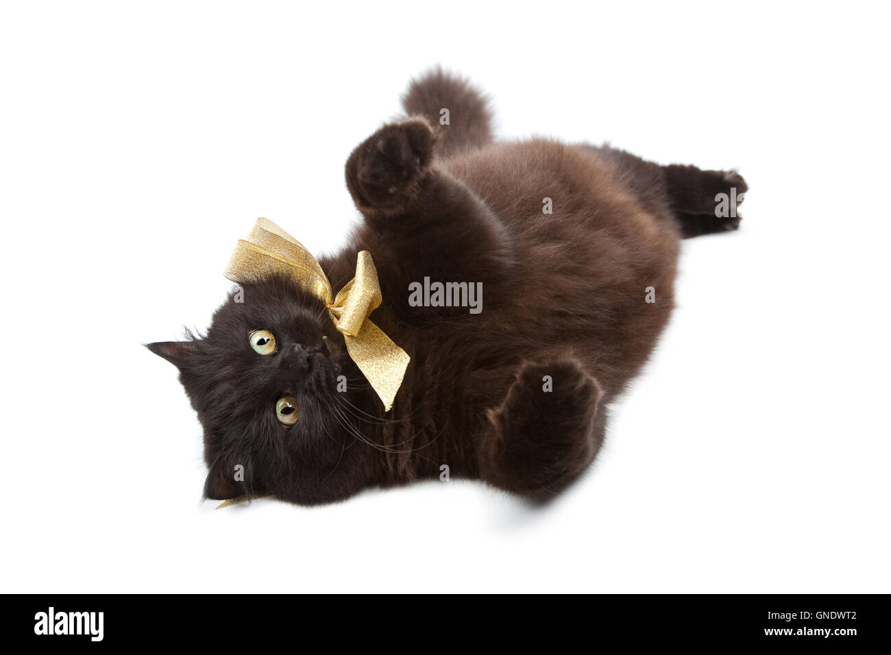 Cat wearing ribbon hi-res stock photography and images - Alamy