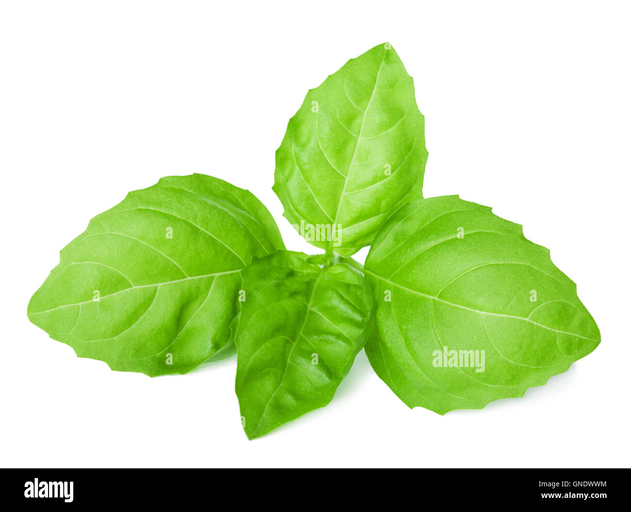 Bio basil Cut Out Stock Images & Pictures - Alamy