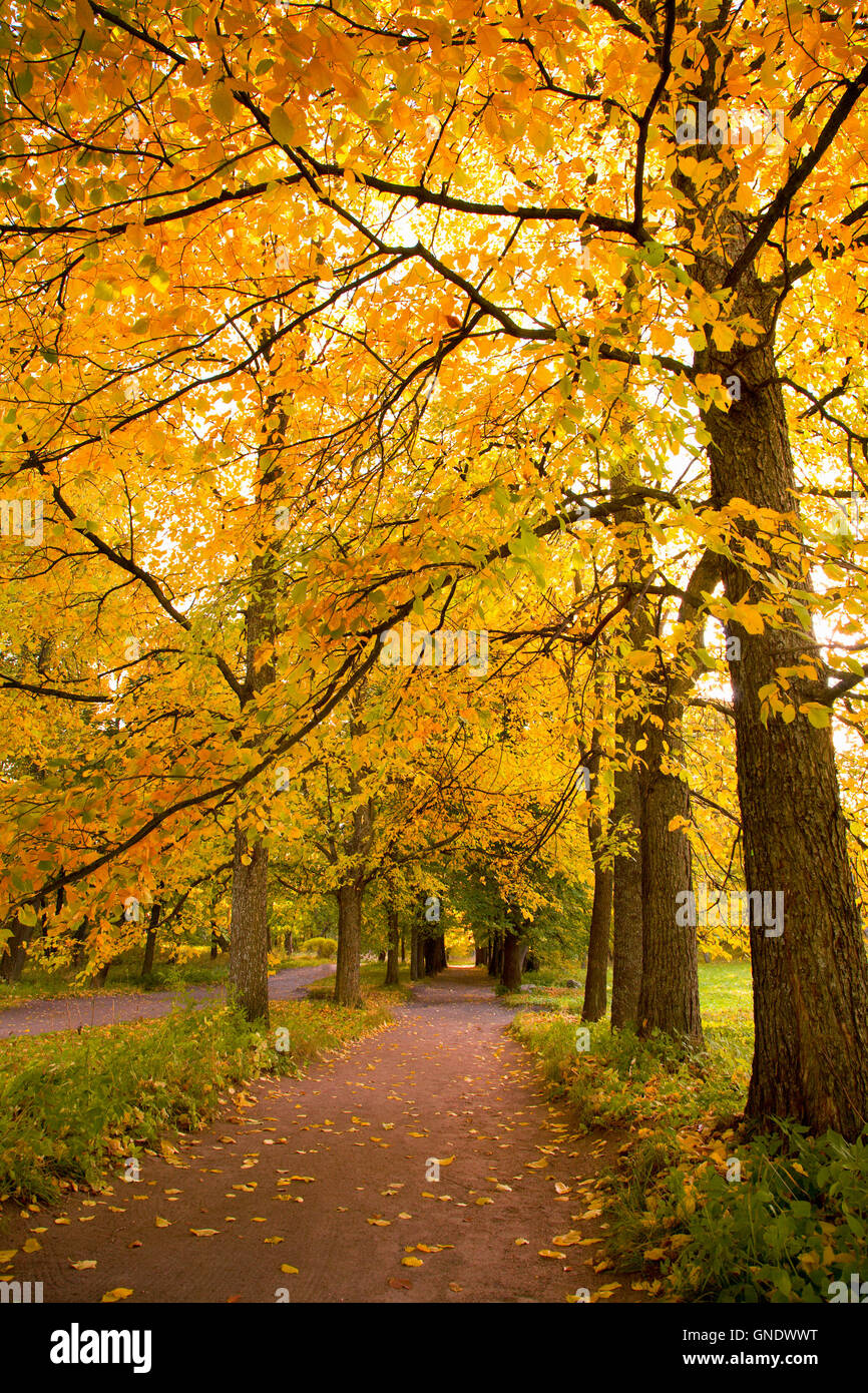 colorful autumn trees in the park Stock Photo - Alamy