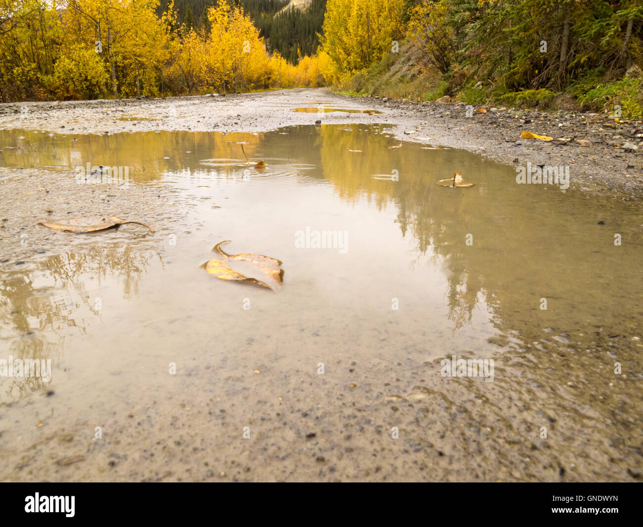 Puddles of rain water on rural dirt road in fall Stock Photo - Alamy