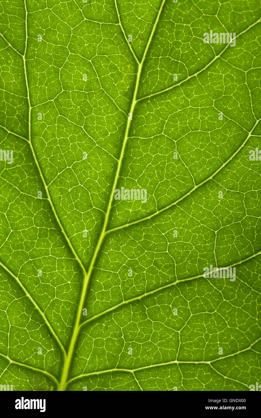 macro of fresh leaf Stock Photo - Alamy
