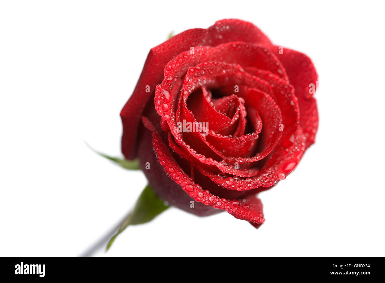 wet rose isolated Stock Photo - Alamy