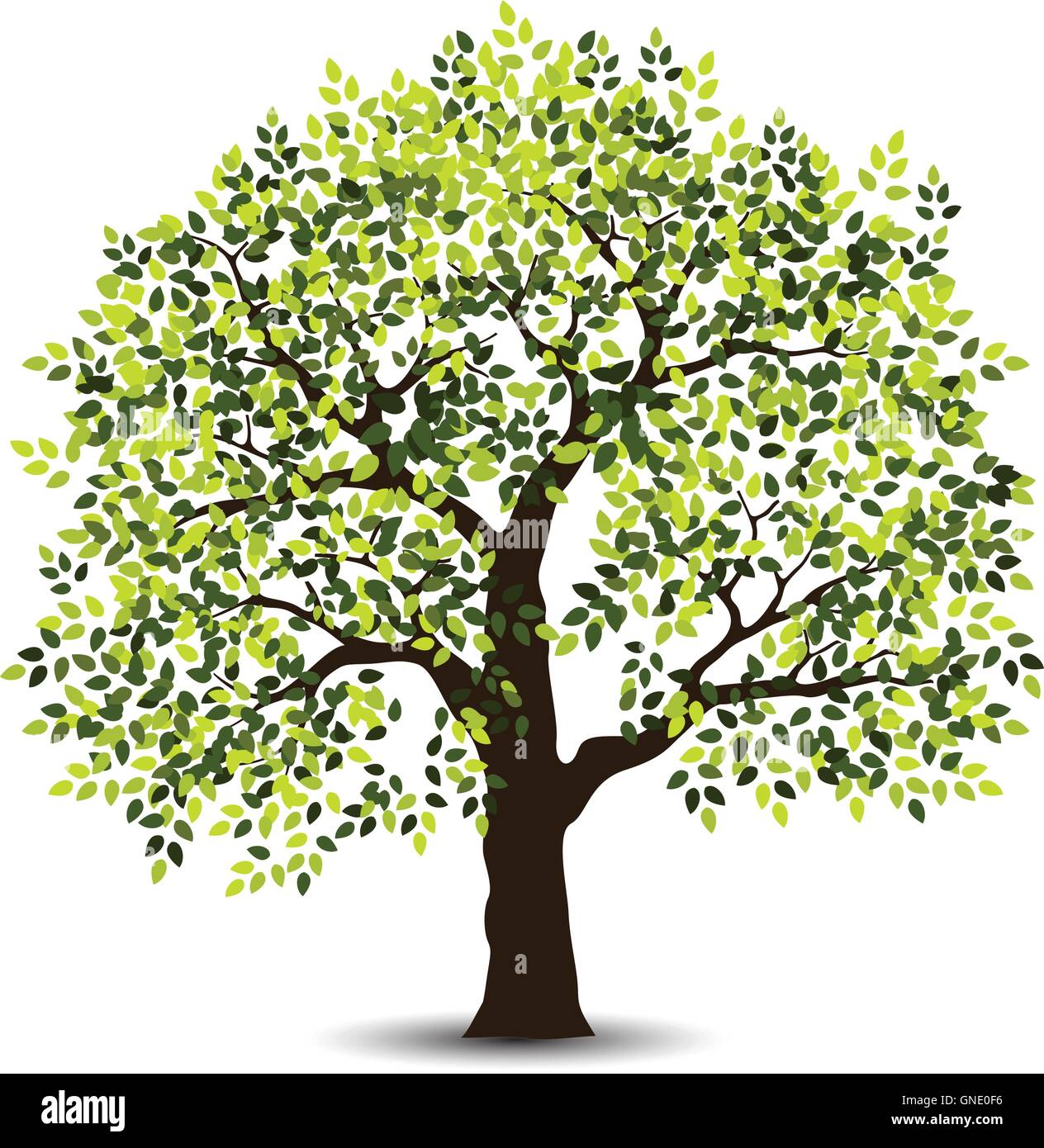 Square tree root Stock Vector Images - Alamy