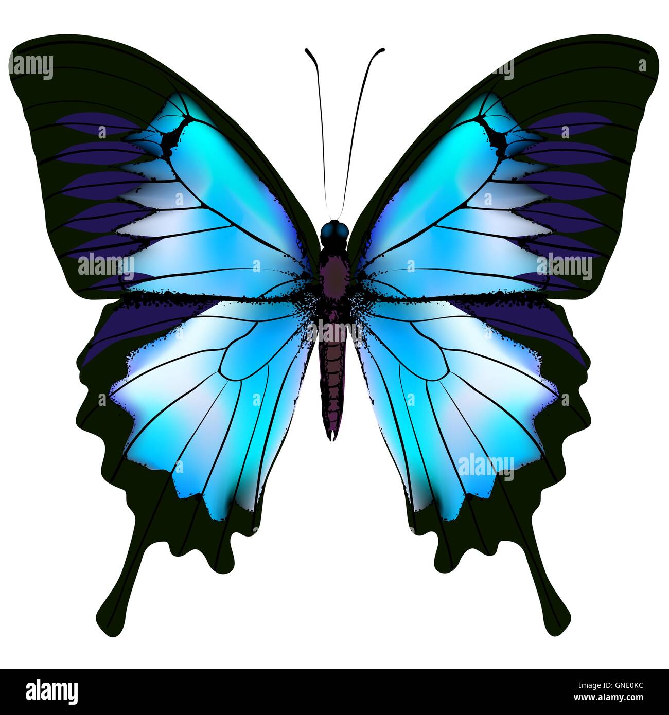 Butterfly vector illustration Stock Vector Image & Art - Alamy