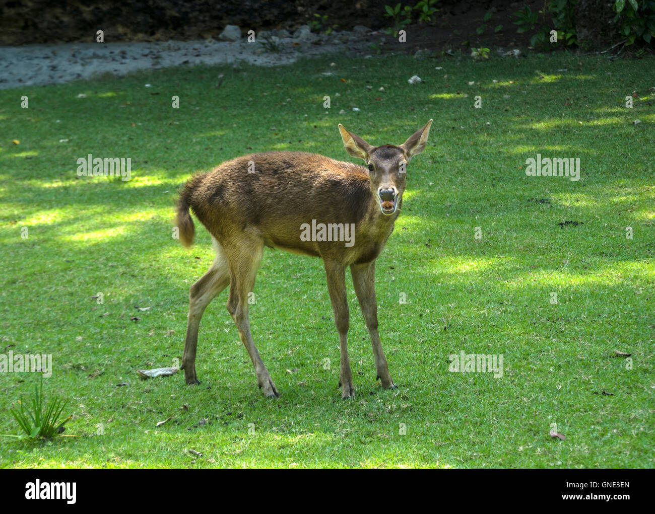 Fluffy deer hi-res stock photography and images - Alamy
