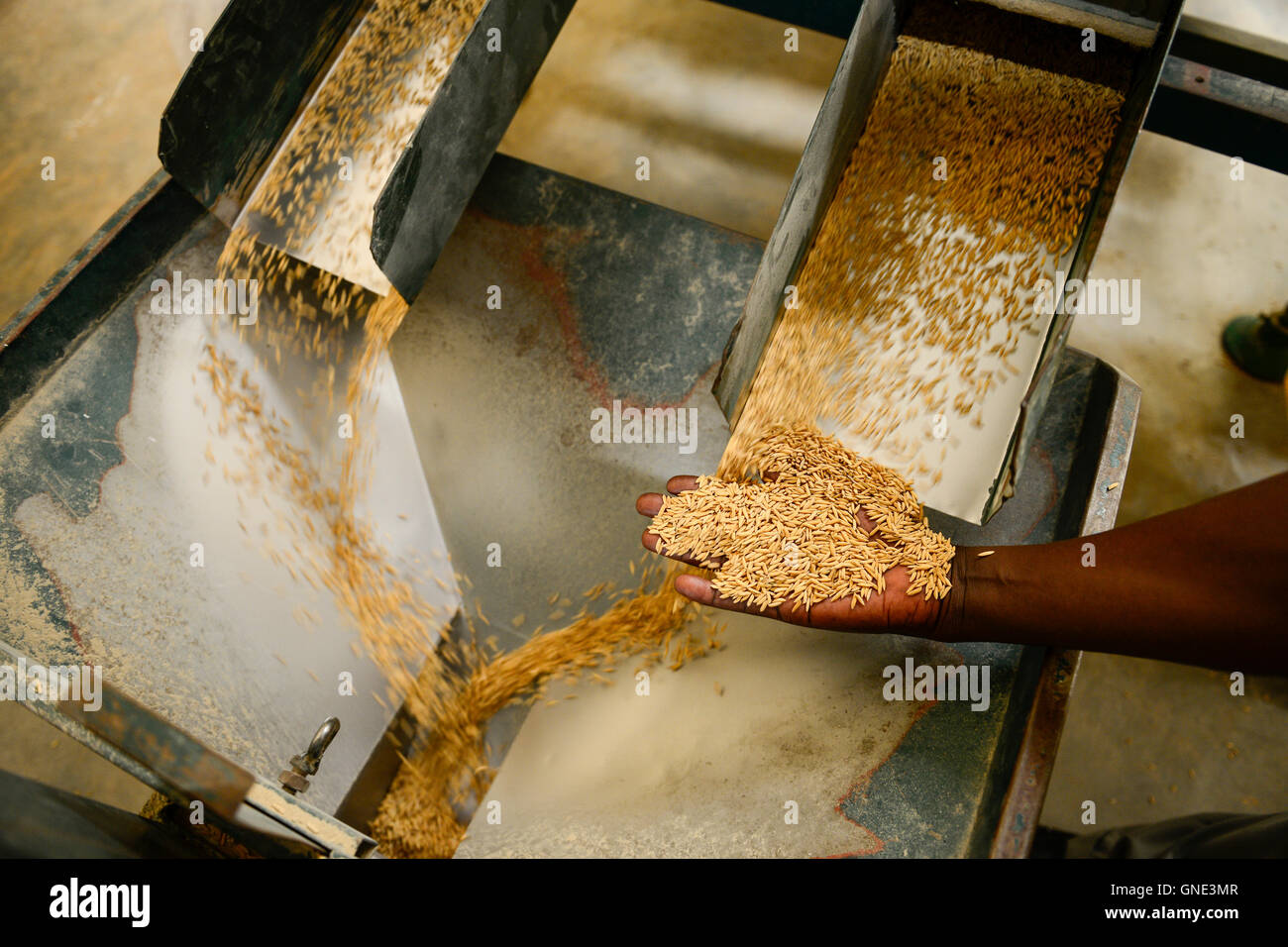 BURKINA FASO, Bobo Dioulasso, company Nafaso hybrid seed production and ...
