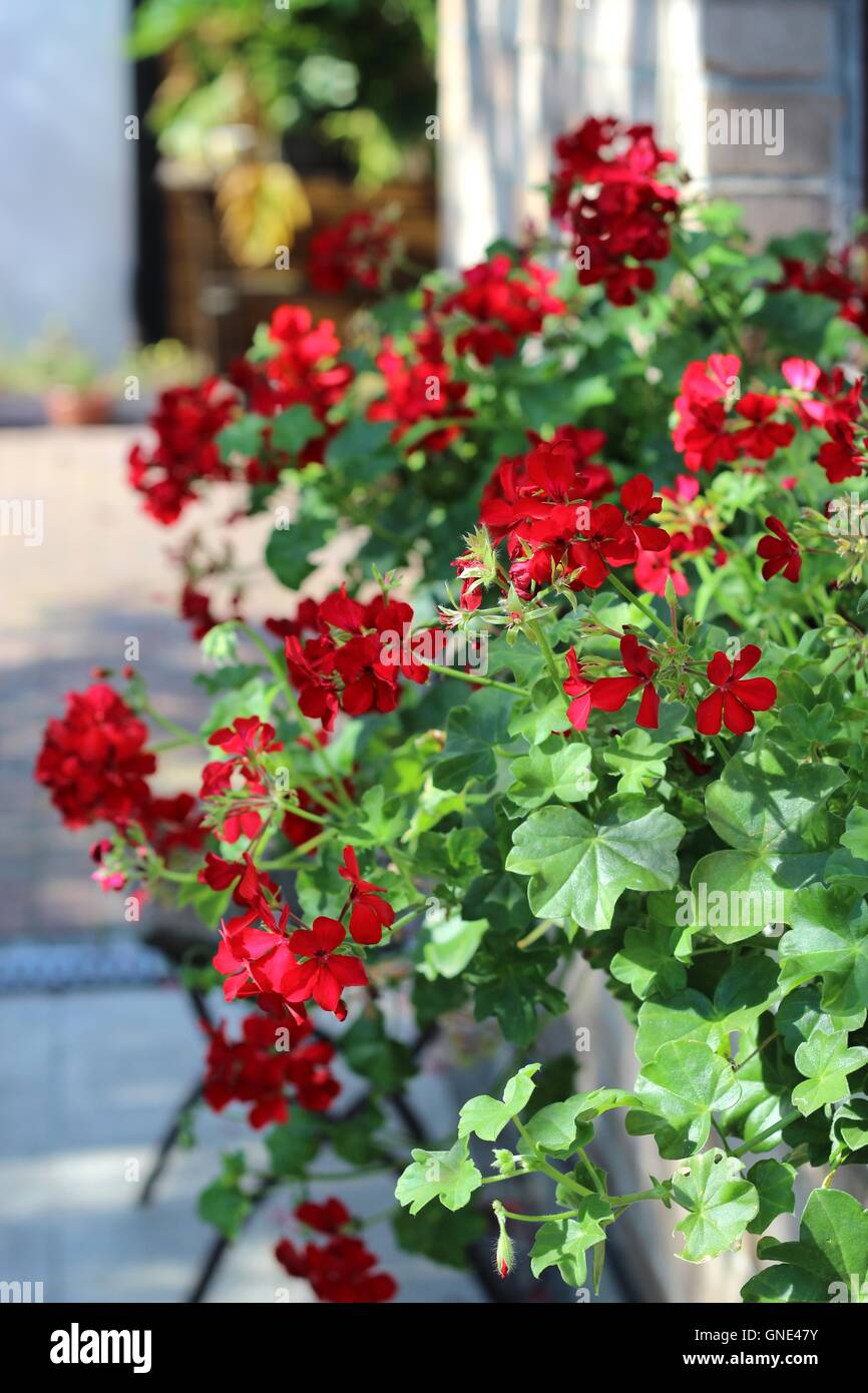 Red flowering geranium hi-res stock photography and images - Alamy